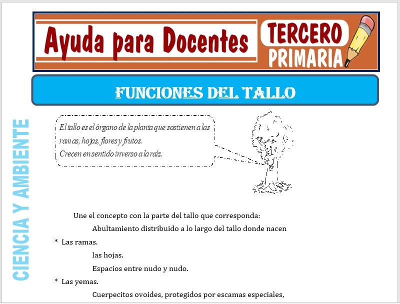 Funciones del Tallo para Tercero de Primaria – Ayuda para Docentes